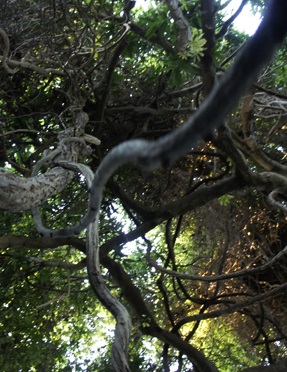 Ngezi Forest | tishineh tourism